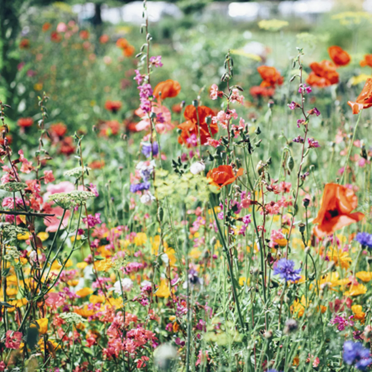 Sju sorters blommor - Fazer.se